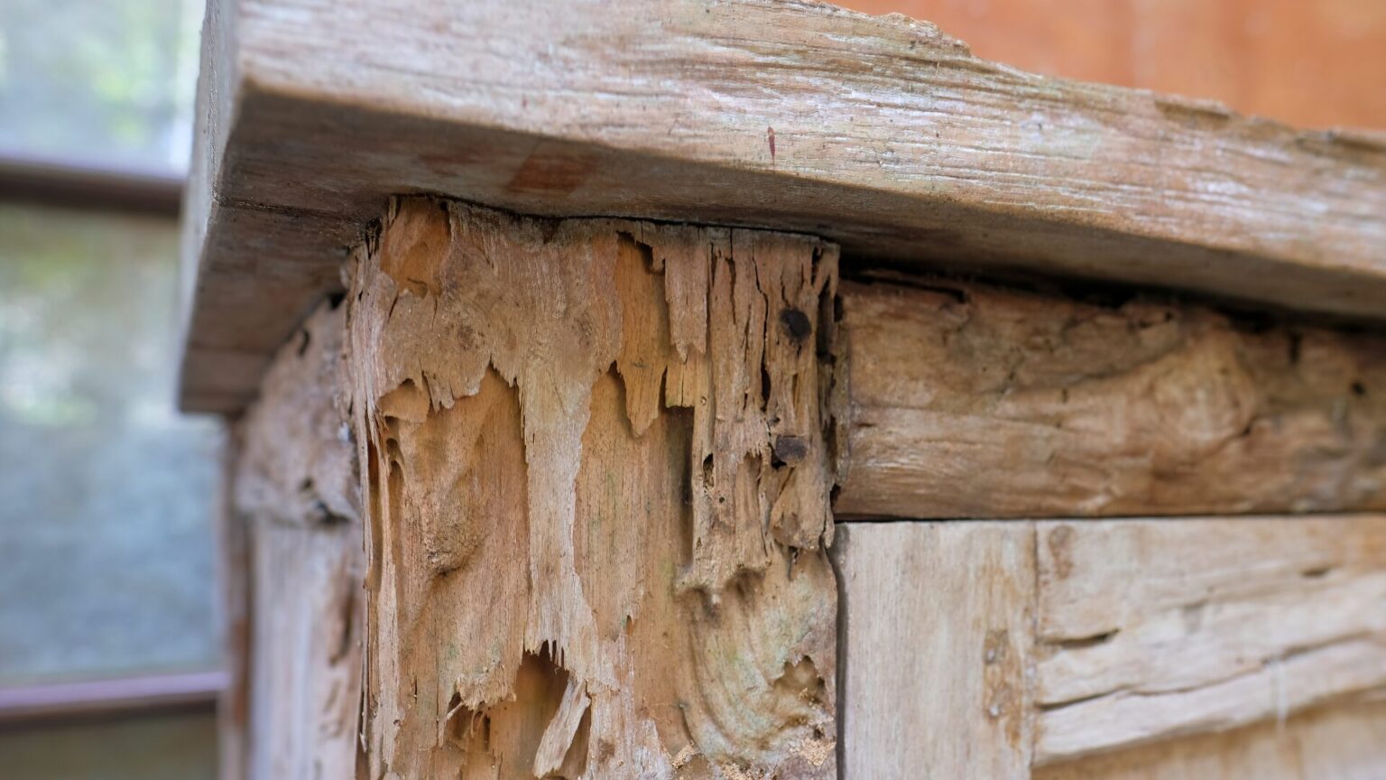 Termite Damage vs. Wood Rot: How to Tell the Difference | Preservan